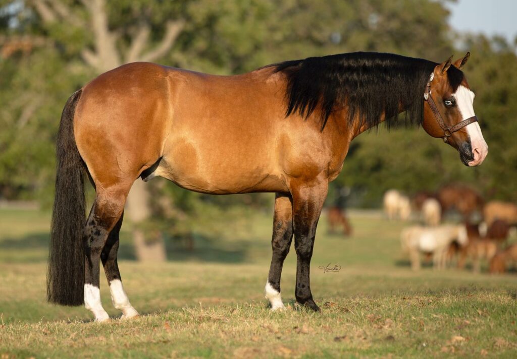 Guns R For Shootin – Humphrey Quarter Horses