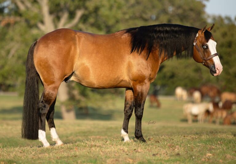 Guns R For Shootin – Humphrey Quarter Horses